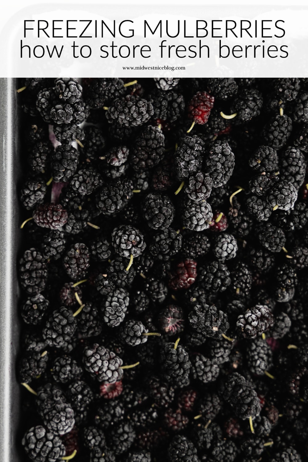 How to Freeze Mulberries - Midwest Nice