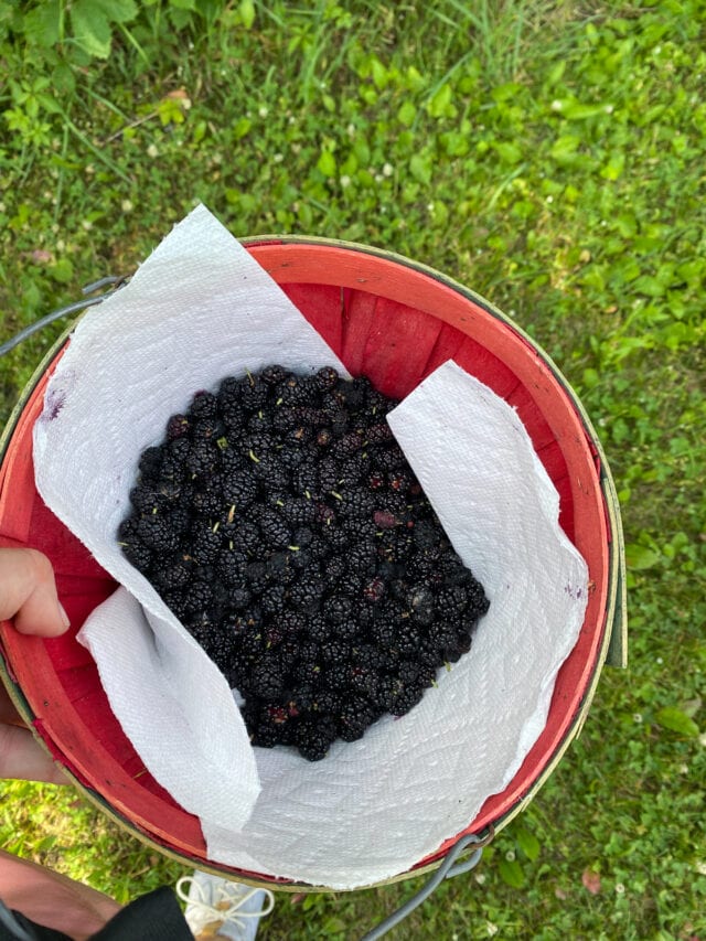 How to Freeze Mulberries - Midwest Nice