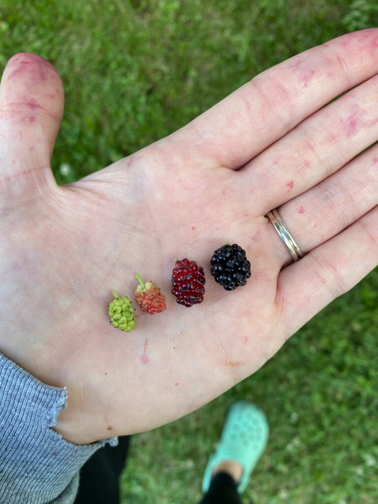 How to Freeze Mulberries - Midwest Nice